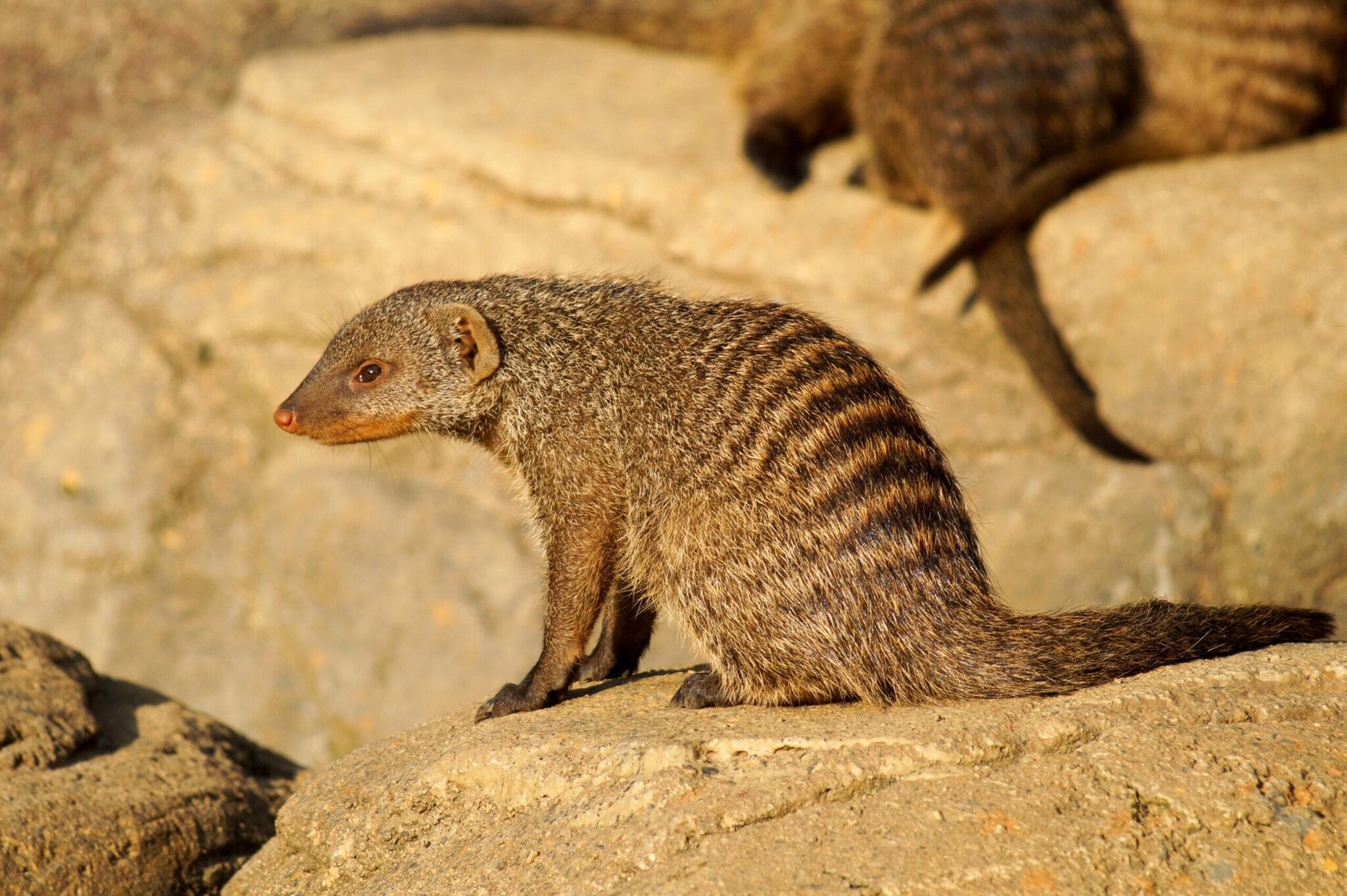 Hunting Banded Mongoose on Safari | Game Hunting Safaris