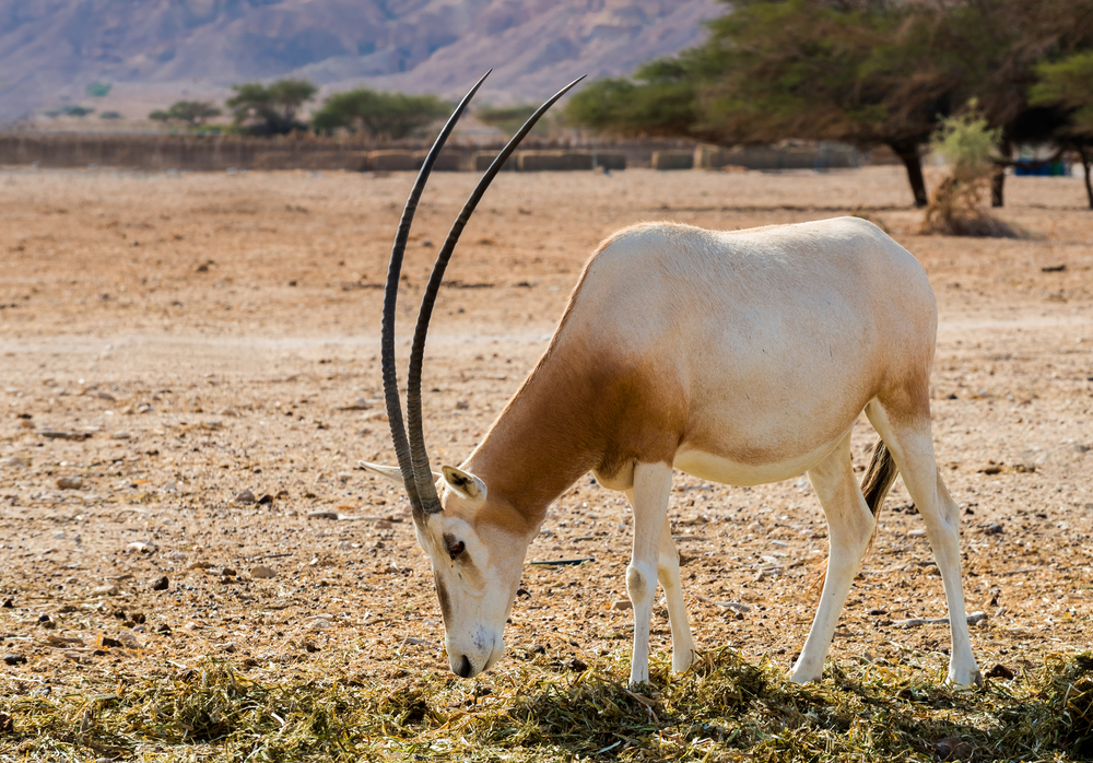 Scimitar-Horned Oryx Safari Hunting | Game Hunting Safaris