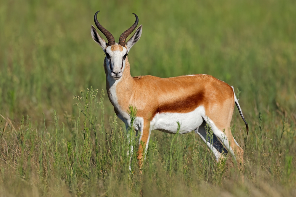 Springbok Hunting in Southern Africa | Game Hunting Safaris