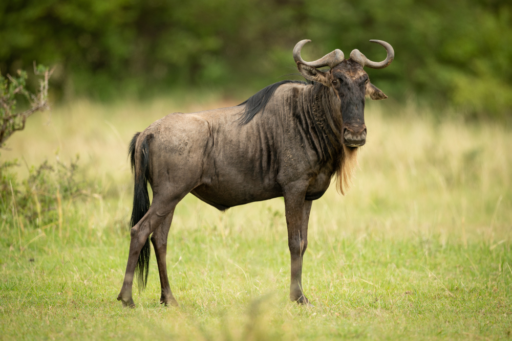 Hunting The Blue Wildebeest | Game Hunting Safaris