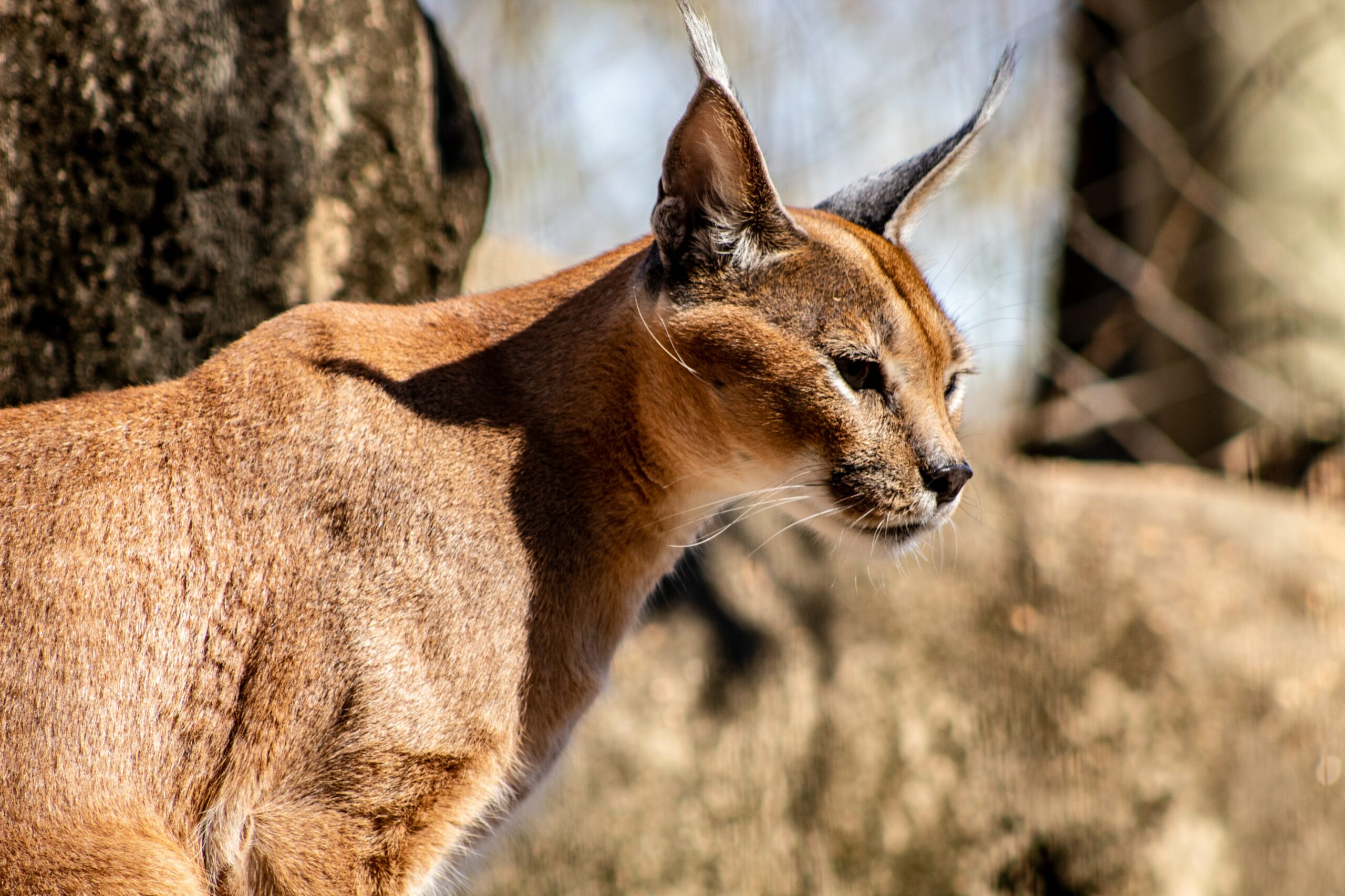 Caracal Hunting in Africa | Game Hunting Safaris