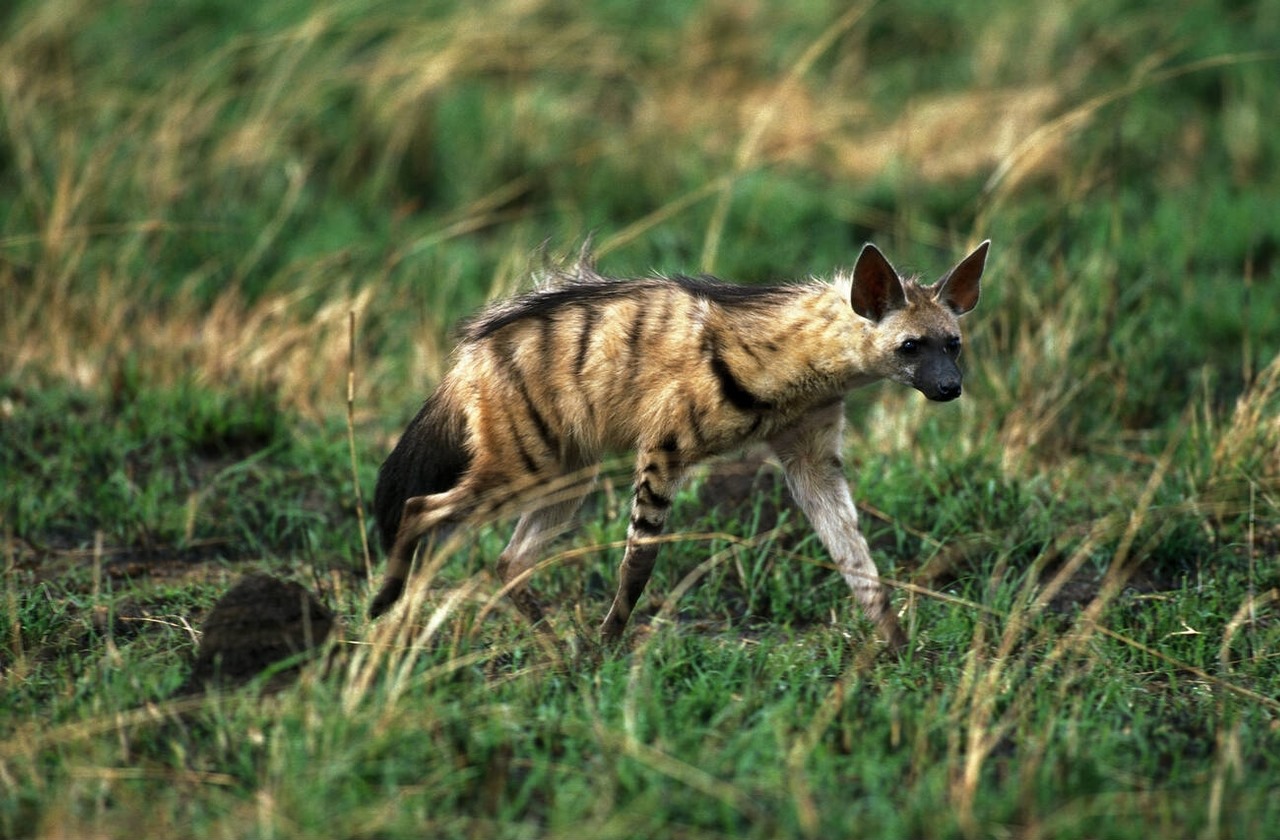 Hunting Aardwolf in Africa | Game Hunting Safaris