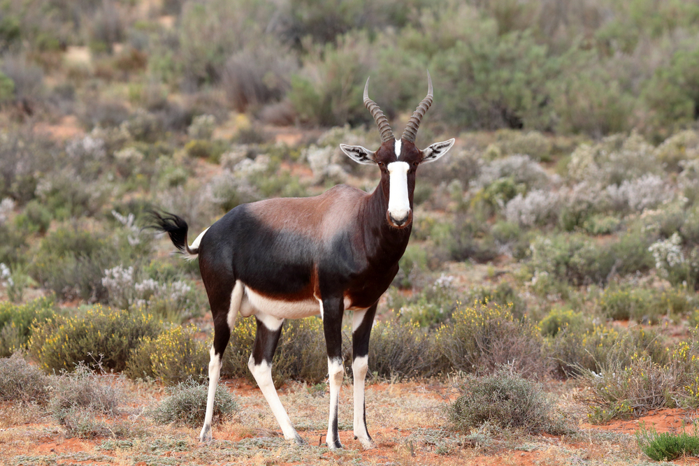 Bontebok Hunting in Southern Africa | Game Hunting Safaris