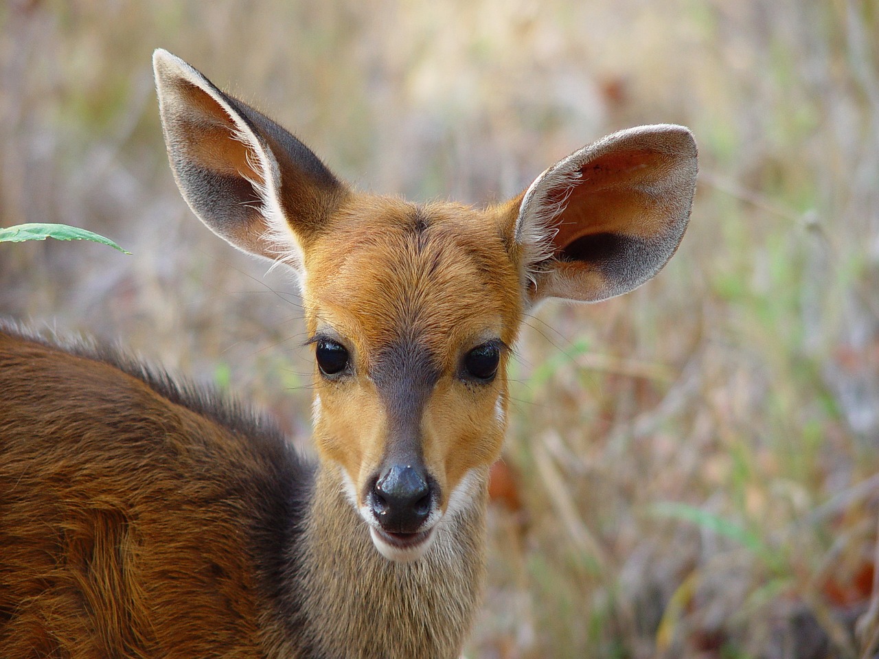 Blog - Hunting Stories from Game Hunting Safaris