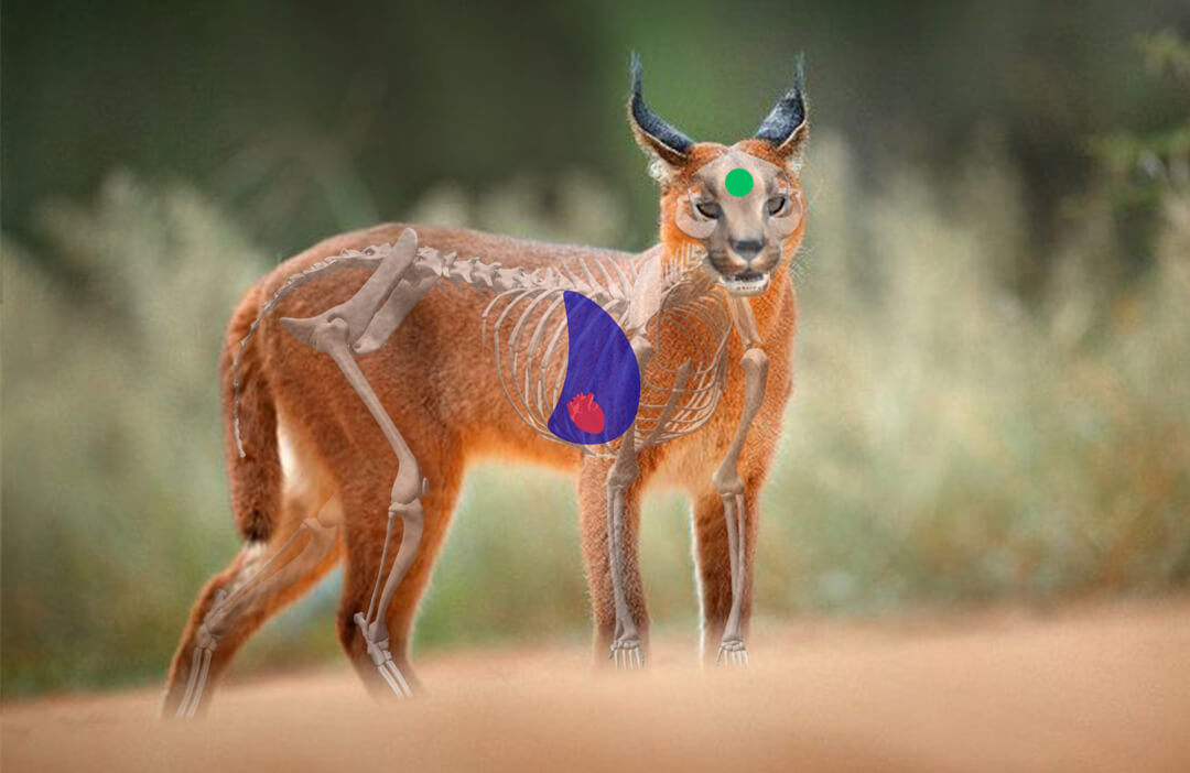 Caracal Hunting in Africa | Game Hunting Safaris