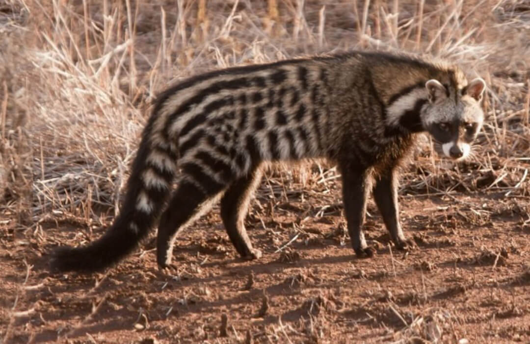 Hunting Aardwolf in Africa | Game Hunting Safaris