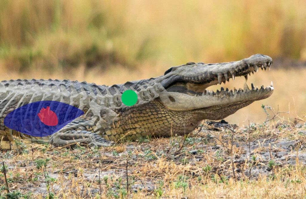 How Do Crocodiles Hunt? Master Their Stealth & Power | Game Hunting Safaris