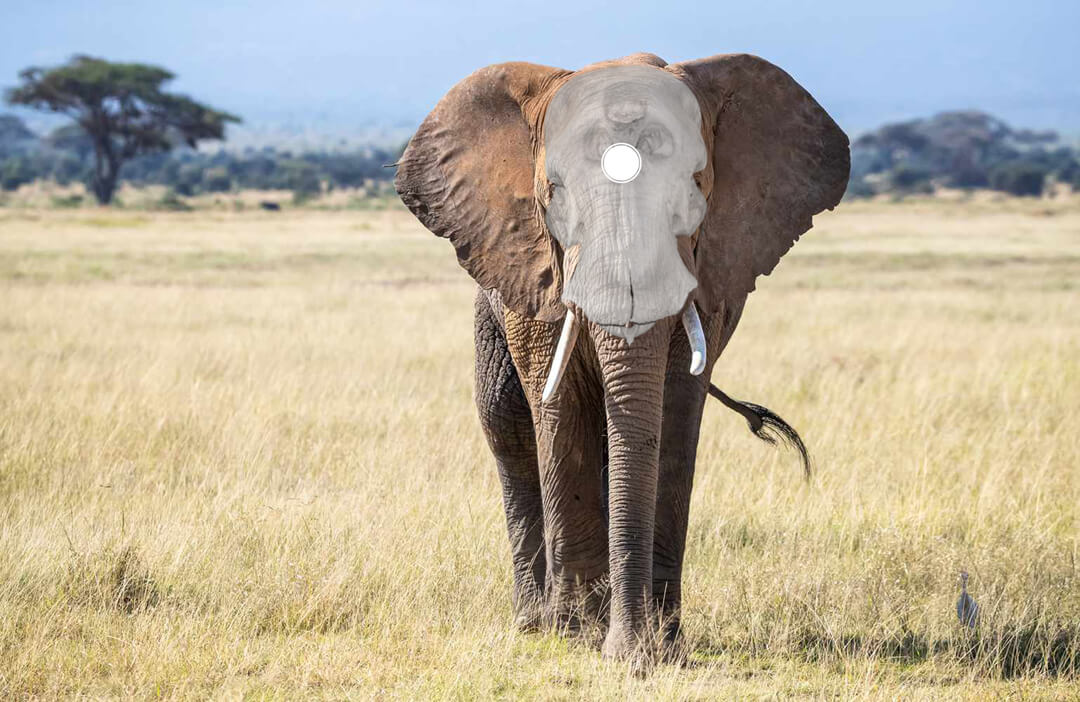 Shot Placement on Elephant | Game Hunting Safaris