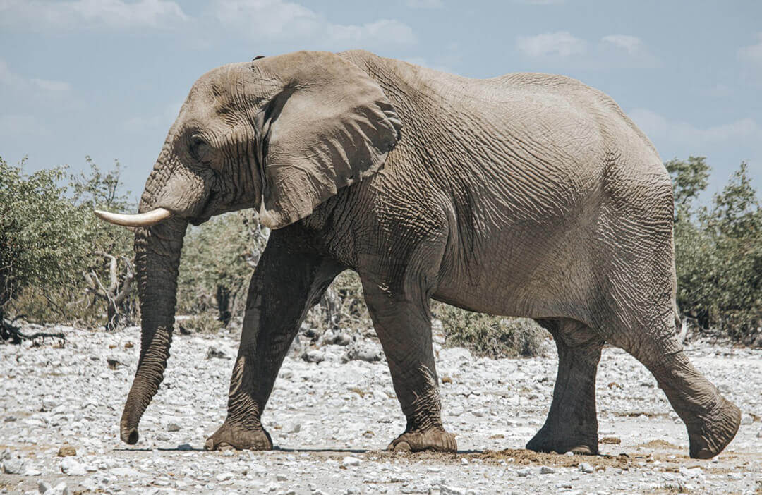 Shot Placement on Elephant | Game Hunting Safaris