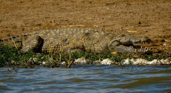 Crocodile Hunting in Africa | Game Hunting Safaris