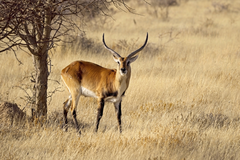 Hunting The Red Lechwe in Africa | Game Hunting Safaris