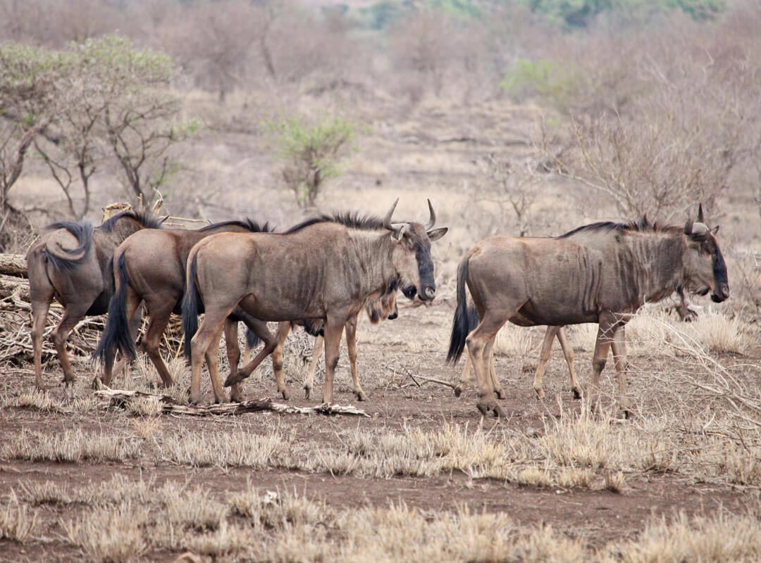 Cookson’s Wildebeest Game Hunting Safari in Zambia