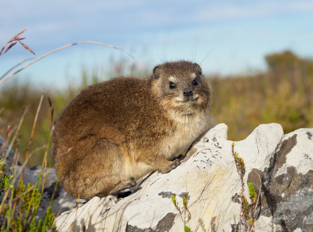 Rock Hyrax Hunting in Africa | Game Hunting Safaris