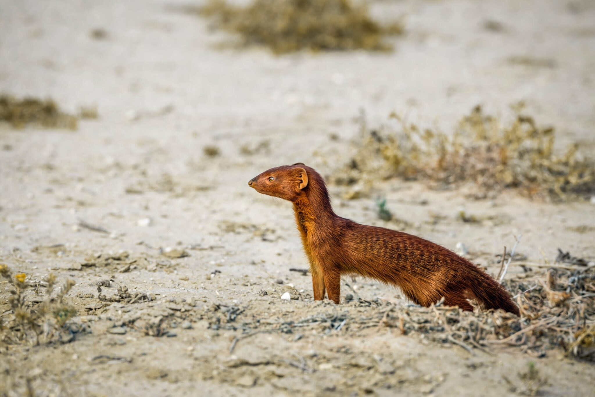 Specialty Game Hunting Safaris: The Slender Mongoose