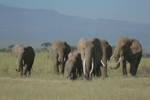 Trophy Elephant Hunting in Africa | Game Hunting Safaris