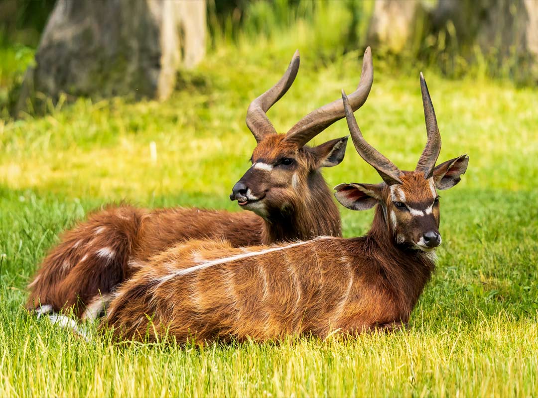 Hunting the Sitatunga in Africa | Game Hunting Safaris