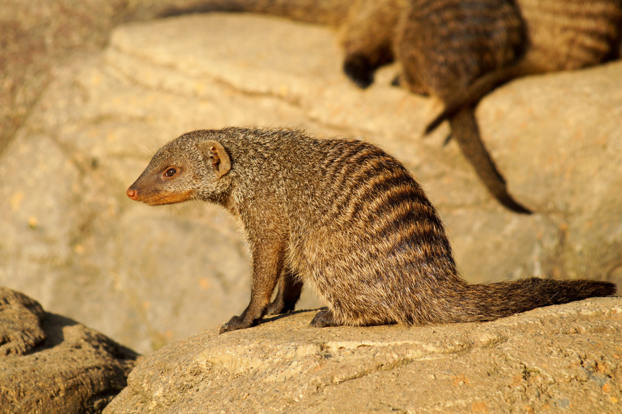 Hunting Banded Mongoose on Safari | Game Hunting Safaris