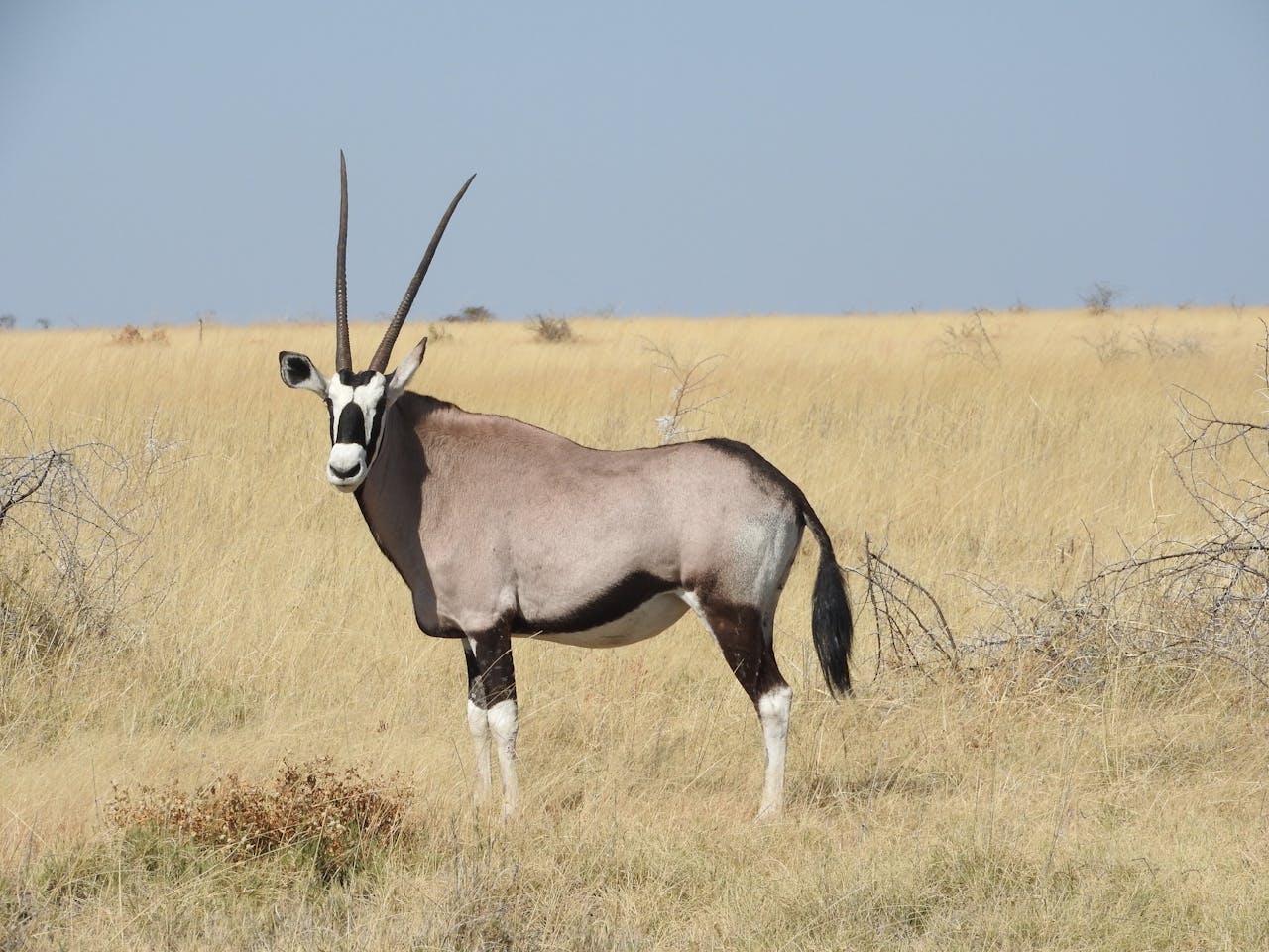African Game Hunting Species | Game Hunting Safaris