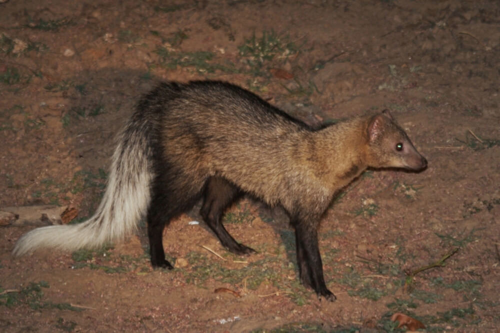 White-tailed Mongoose Game Hunting Safaris in Africa
