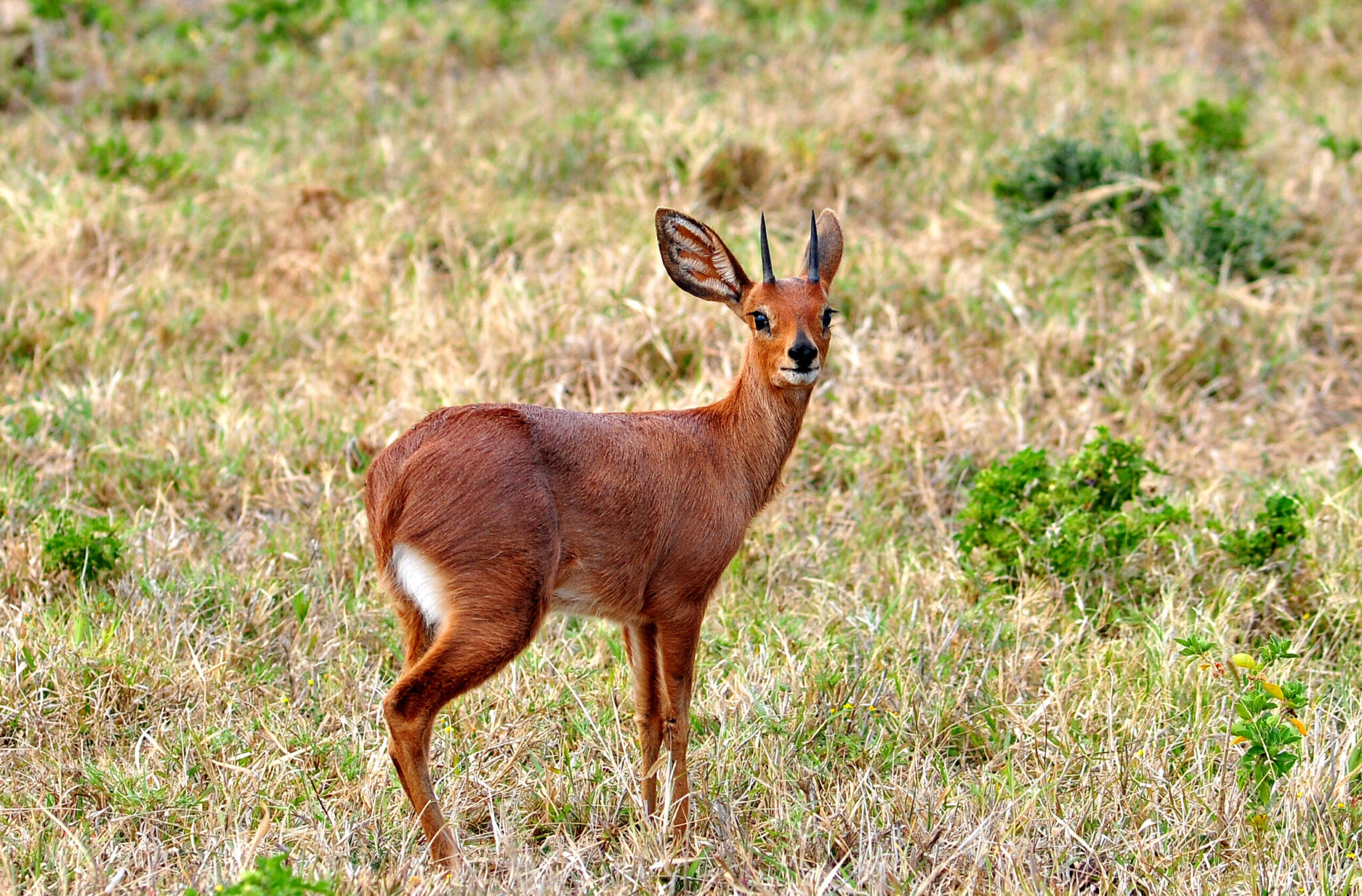 Cape Grysbok Hunting in South Africa | Game Hunting Safaris
