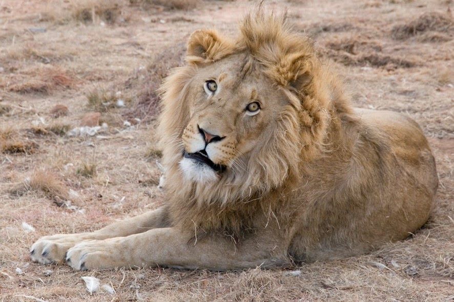 What You Need to Know About Hunting Lion in South Africa