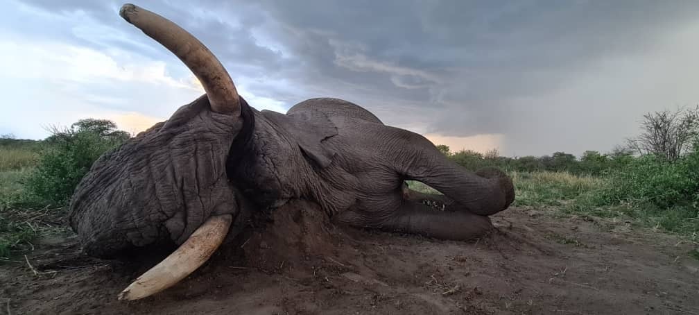 The Fascinating History of Elephant Hunting in Namibia