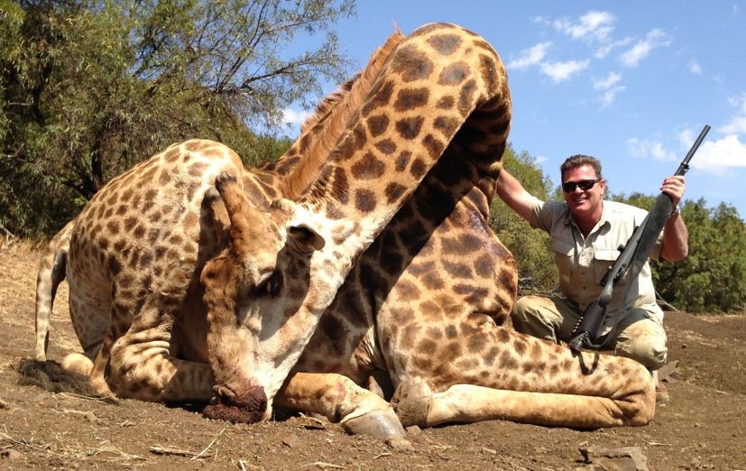 Wild Giraffe Hunt in North West Province, South Africa