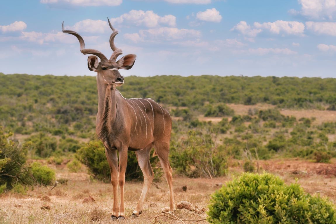 Kudu Hunting: Pursuing Africas Shy and Elusive Gray Ghost