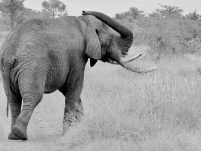Big 5 African Game Animals: Meet Africa's Majestic Giants