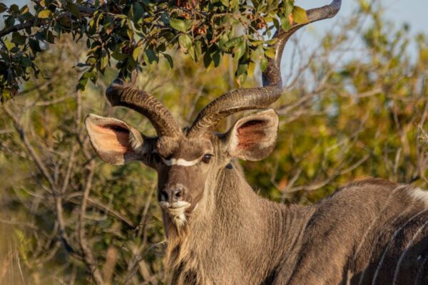 All You Need To Know About African Hunting Packages
