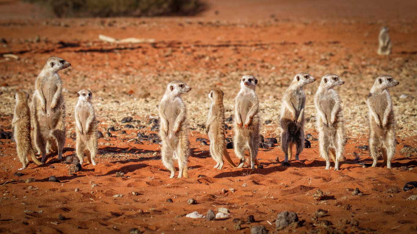 Meerkats Hunting Perth Meerkat Pups: "Meer"ly Practicing For Primetime