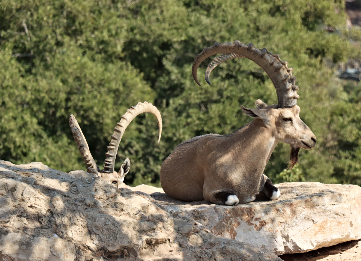 Ibex Nubian Safari Hunting Adventure | Game Hunting Safaris