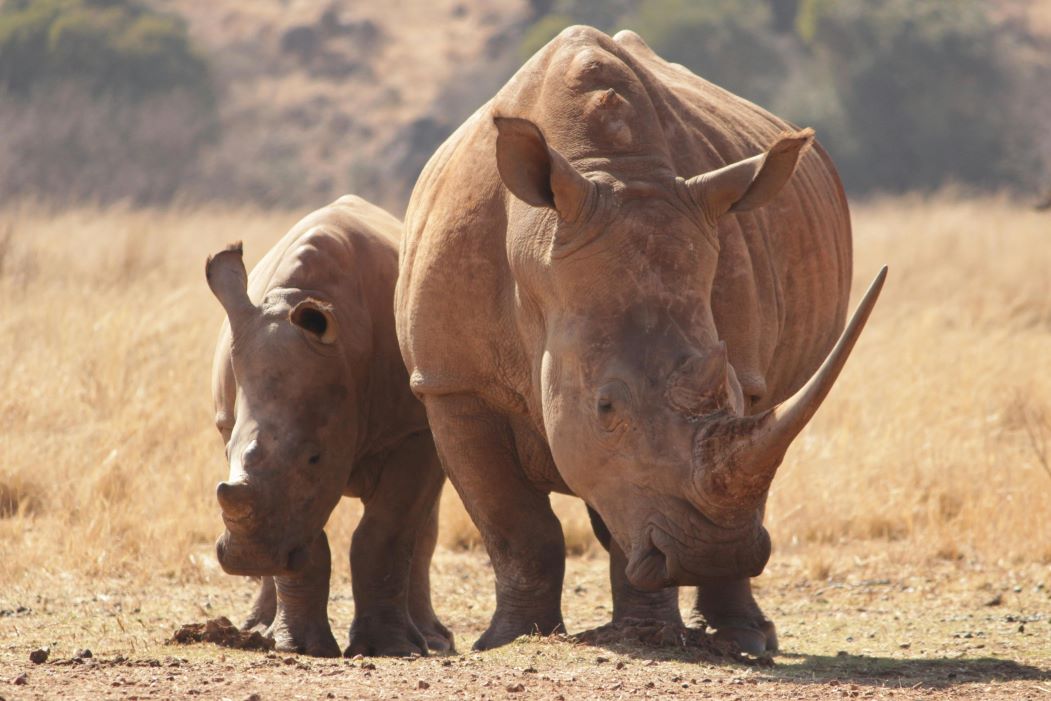 Rhino Hunting, an African Privilege | Game Hunting Safaris