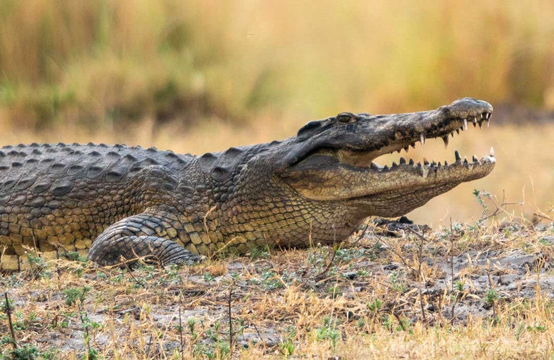 West African Crocodile Hunting Safari | Game Hunting Safaris