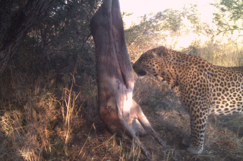 Leopard Hunt Fully Exportable 14 Days in Namibia