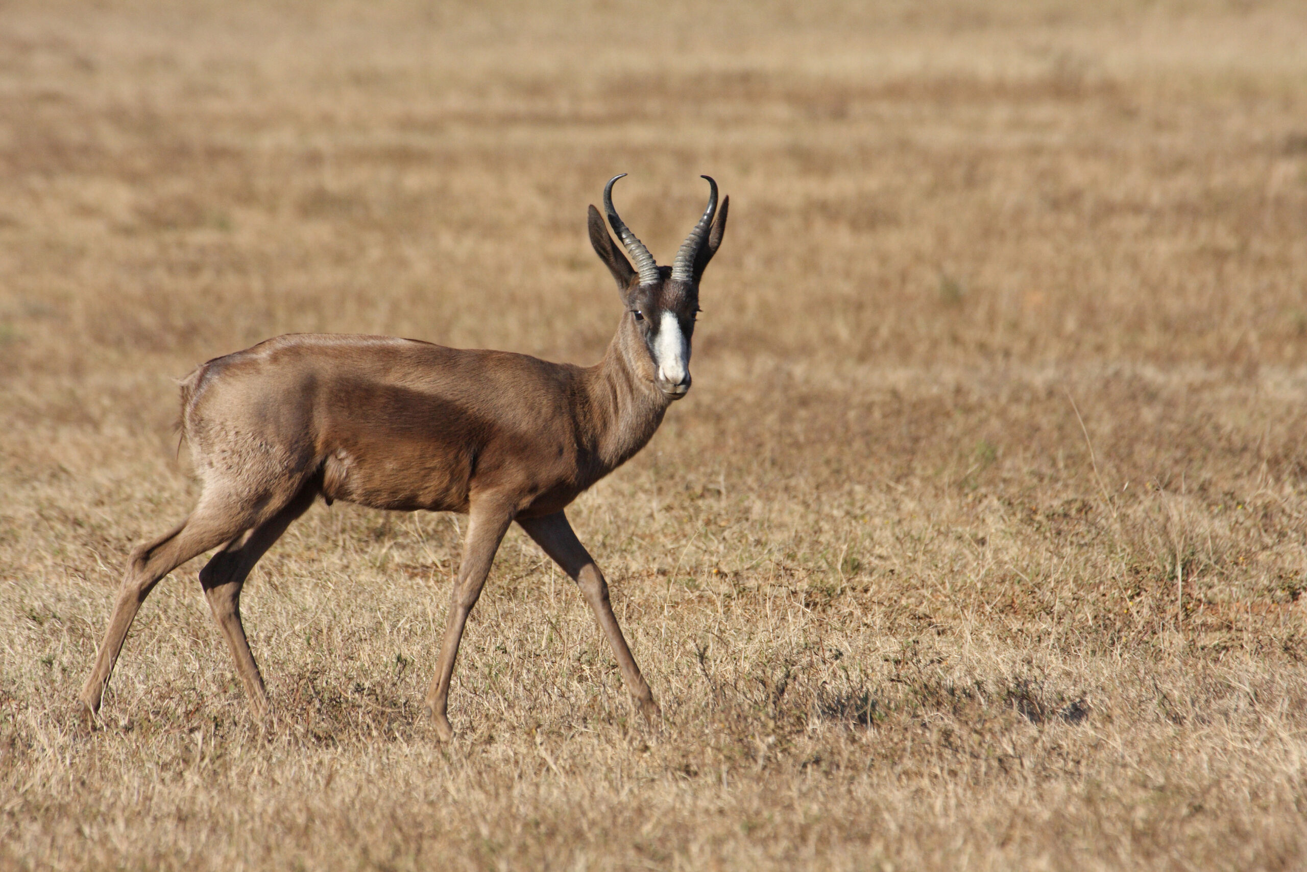 African hunting safaris: Tales of the Black Springbok