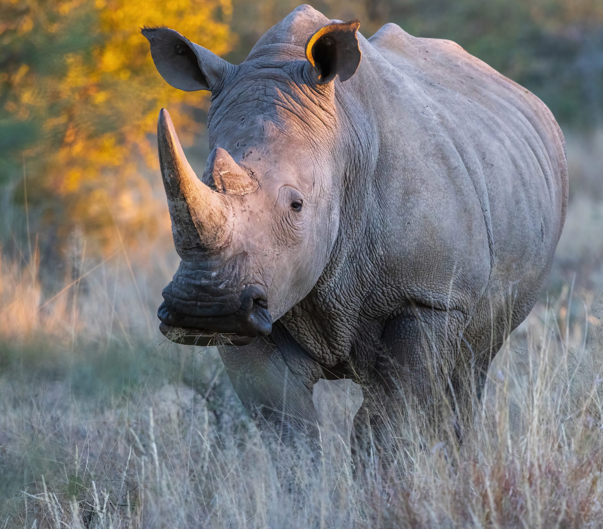 The White Rhino: Top trophy hunting in Africa