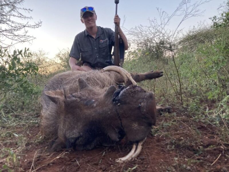 The Trials and Tribulations of Warthog Hunting | Game Hunting Safaris