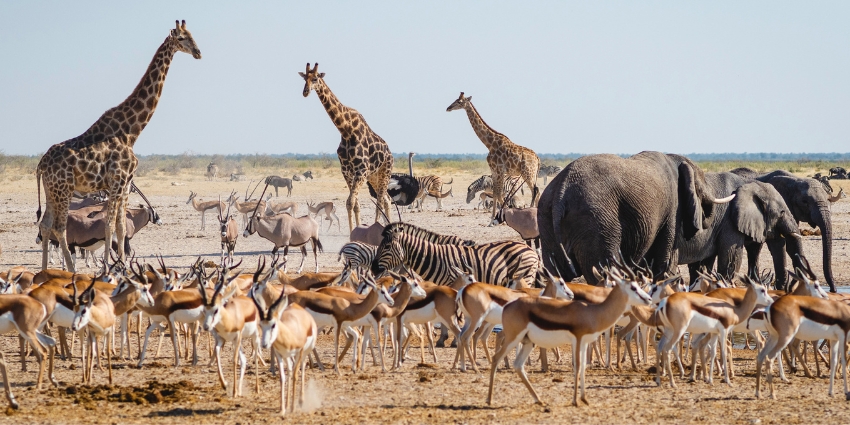 Contact Game Hunting Safari | African Hunting Broker Gateway